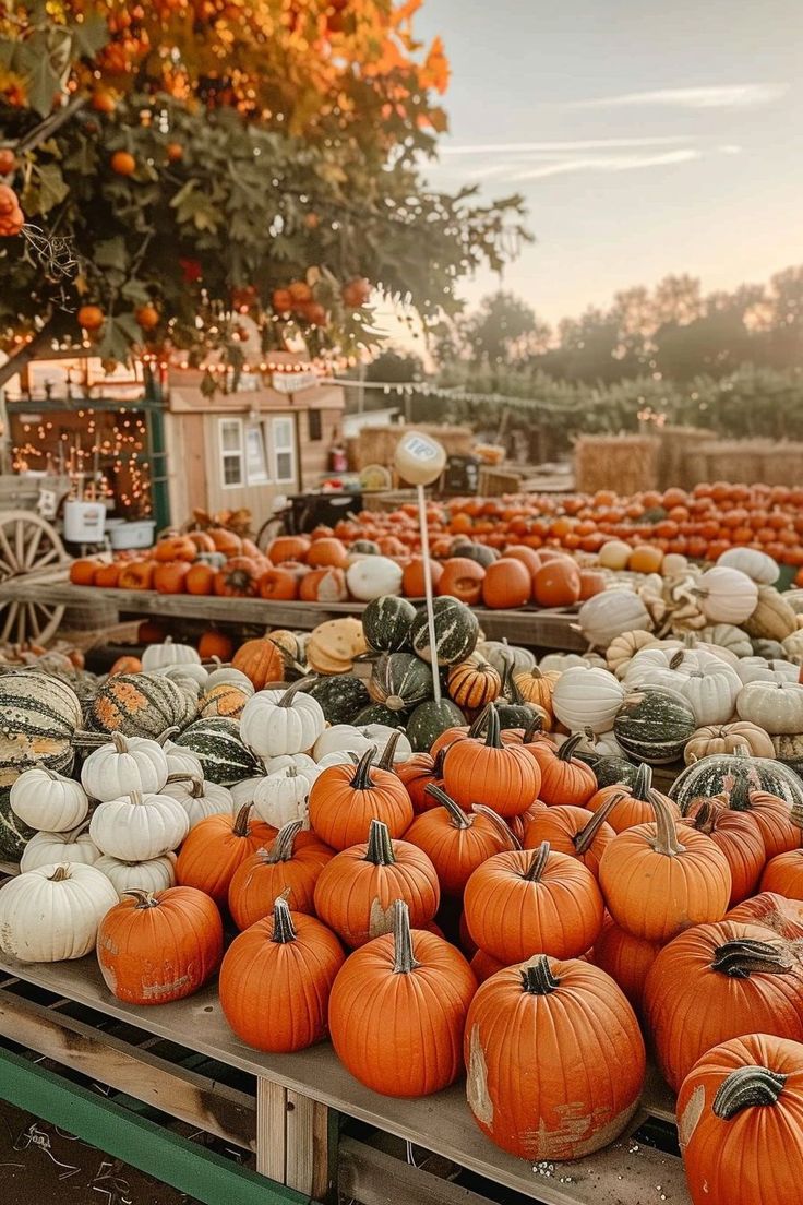 How to Plan the Perfect Trip to a Pumpkin Patch With Your Sorority Sis ...